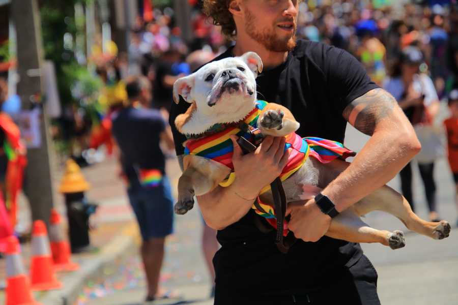 15 adorable dogs (and a cat!) from the 2019 Boston Pride parade