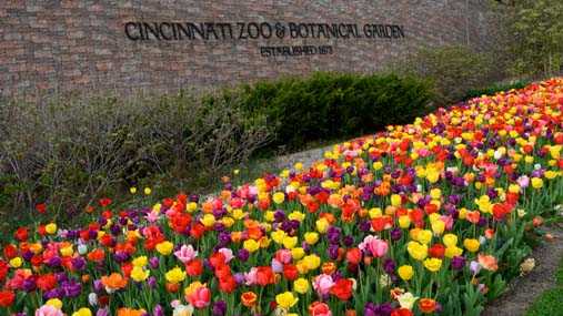 Photos: Cincinnati Zoo is in peak bloom, and it has never looked more ...