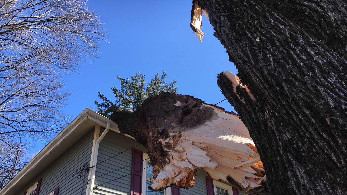 Strong winds topple trees, bring down wires