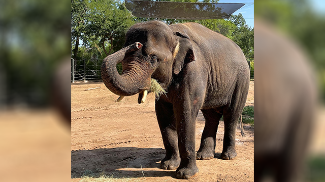 OKC Zoo announces addition of 9-year-old male Asian elephant