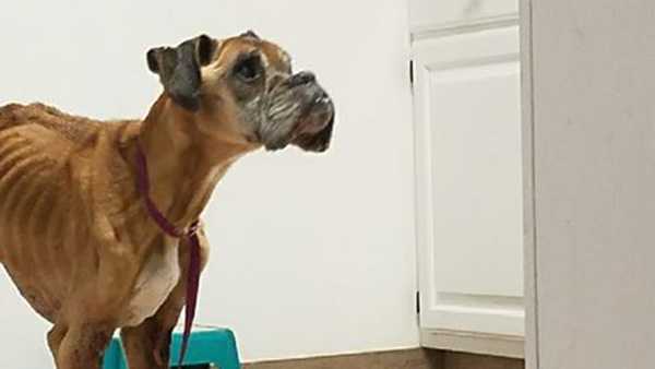 Butler County dog warden seeks owner of undernourished dog