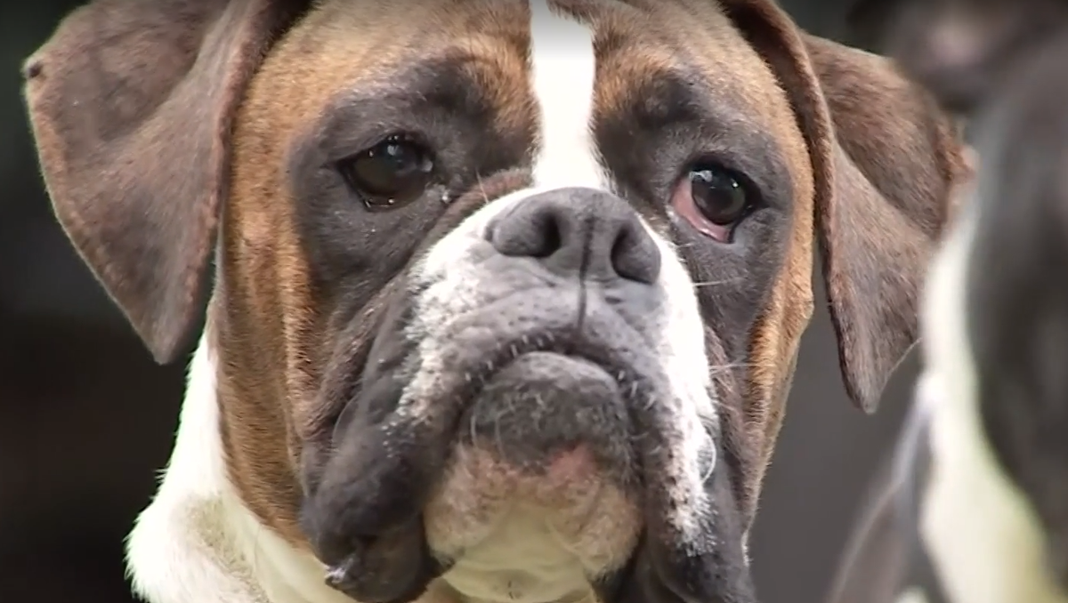 Family warning others after dog poisoned with meth, cocaine