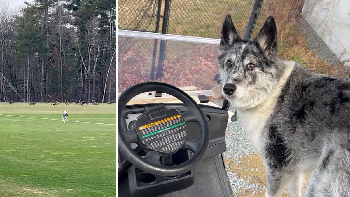 Goose-patrol dog keeps Gillette practice fields clean amid Patriots ...