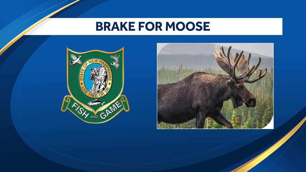 NH Fish & Game: Drivers to be cautious as moose are on the move
