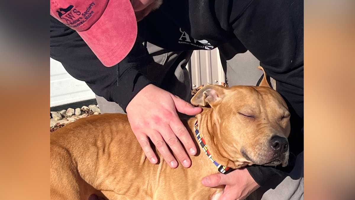 Dogs rescued from alleged fighting ring soon to be up for adoption in Maine