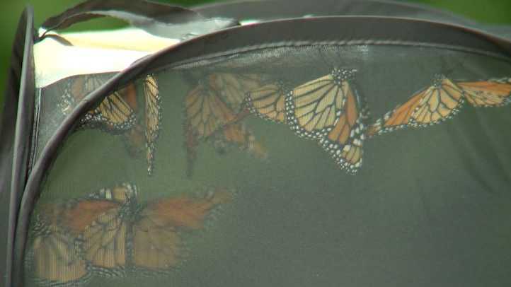 'Brandy for Butterflies' raising awareness for endangered species