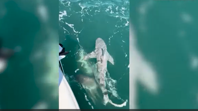 VIDEO: Fishermen capture shark feeding frenzy off Florida coast