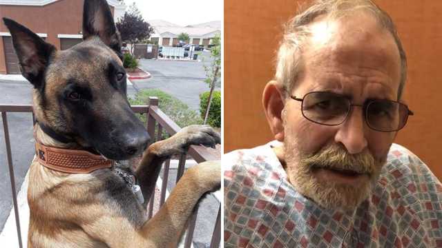 Report: Veteran's dying wish is to be reunited with his missing service dog