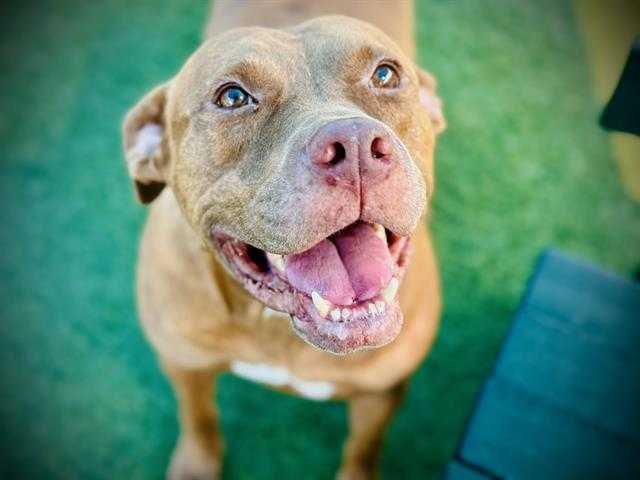 Adoptable pets at Orange County Animal Services