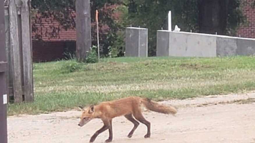 Have you seen this fox? Southern Indiana police warning people to stay away