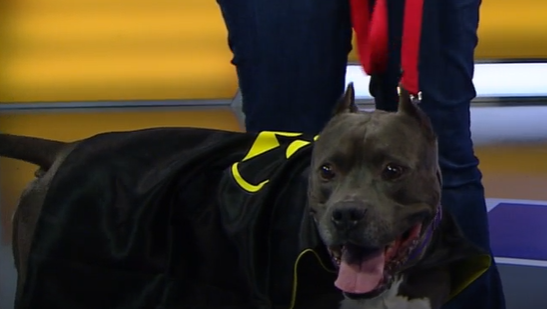 Walk for Animals returns to Palm Beach County