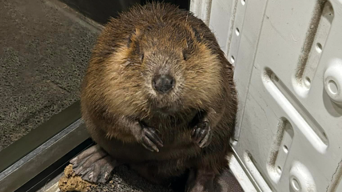 Meet Chuck: The beaver who made a visit to Brunswick