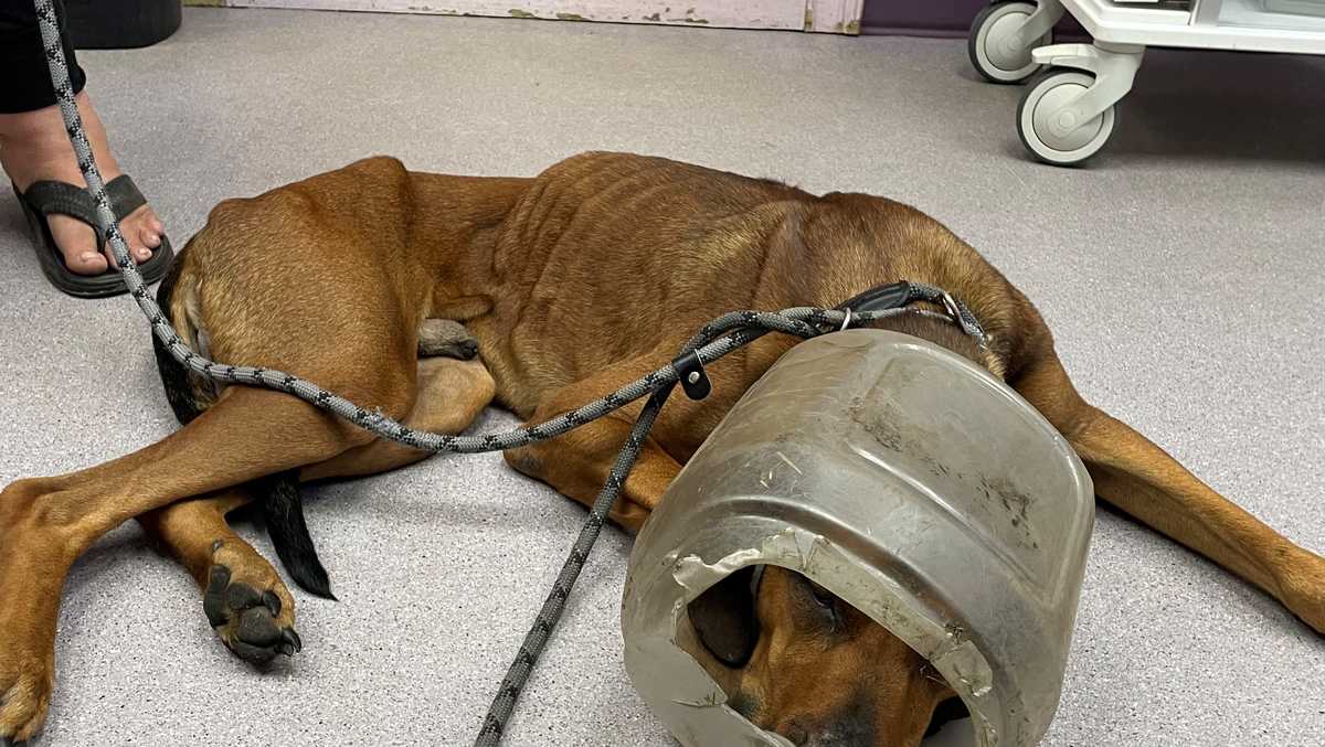 Dog nicknamed Buckethead rescued after more than a week of search ...
