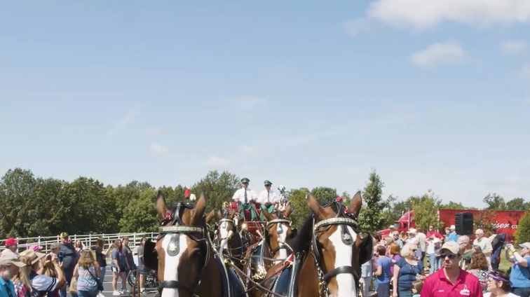 Warm Springs Ranch VIP experience a hit for Budweiser Clydesdale lovers
