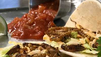 Photos: New State Fair food, including bug tacos, snake soup