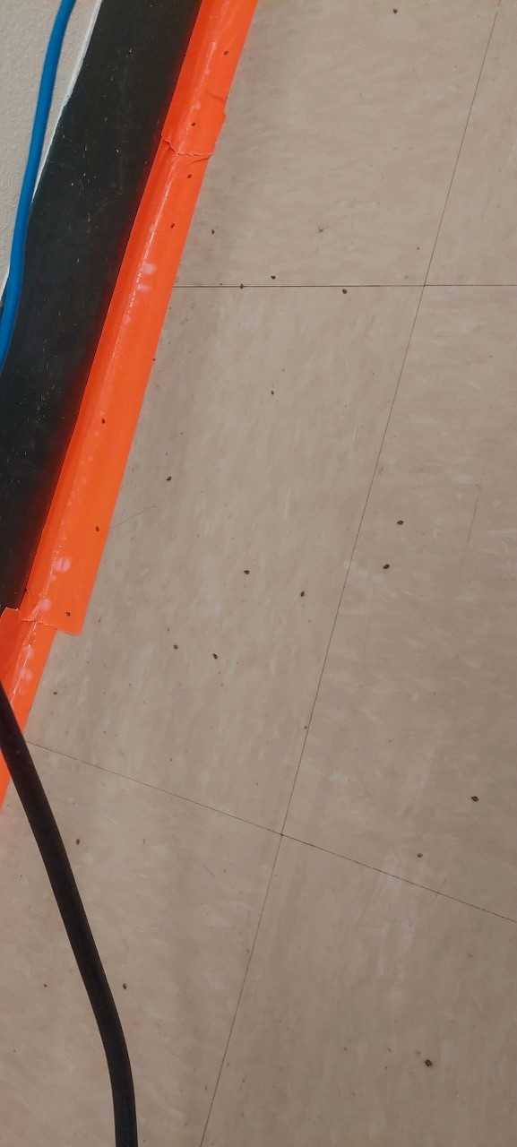 Bugs infesting West Las Vegas school