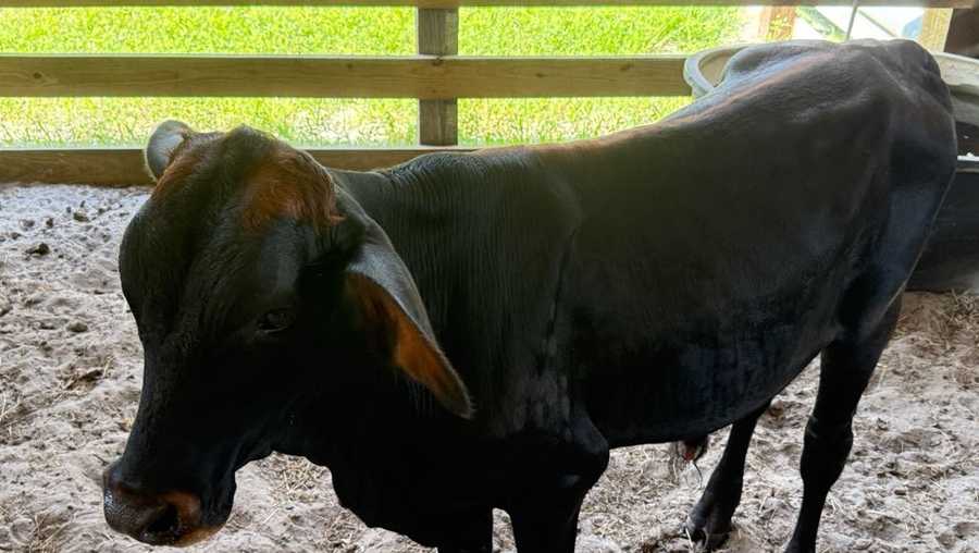 Black bull captured in Hendry County on Friday morning
