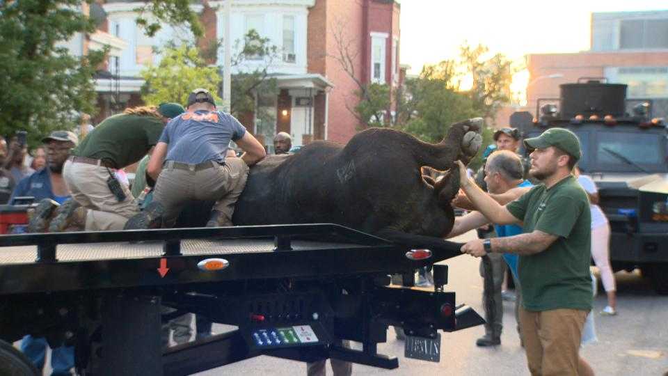 Loose bull corralled in west Baltimore