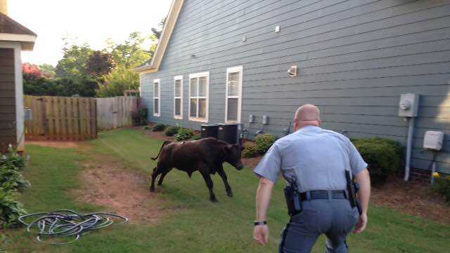Trooper tries to wrangle bull in Upstate neighborhood