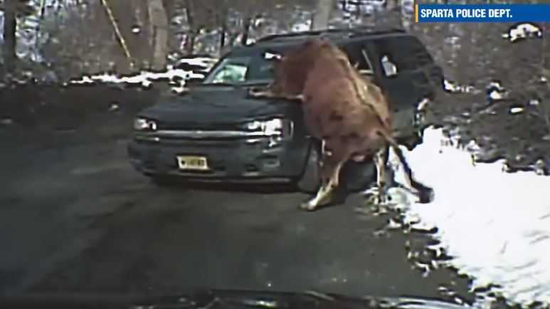 Woman seriously injured after being attacked by 'highly aggressive ... Woman seriously injured after being attacked by 'highly aggressive ...