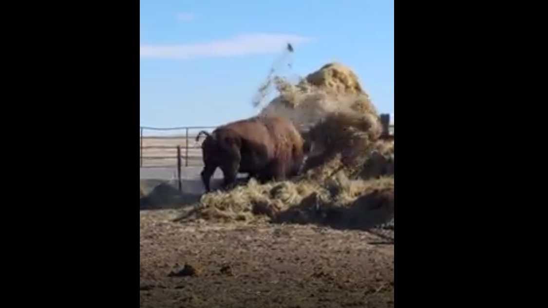 Adorable video: Huge bison plays in hay on Nebraska farm on sunny day