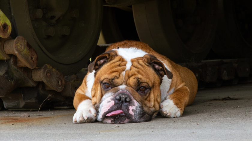 Rocky the Bulldog earns 3rd Infantry Division patch