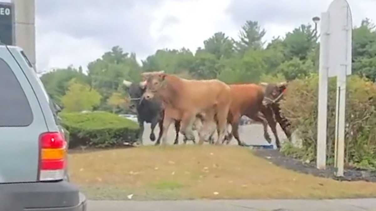 8 bulls escape rodeo near Emerald Square Mall in Massachusetts
