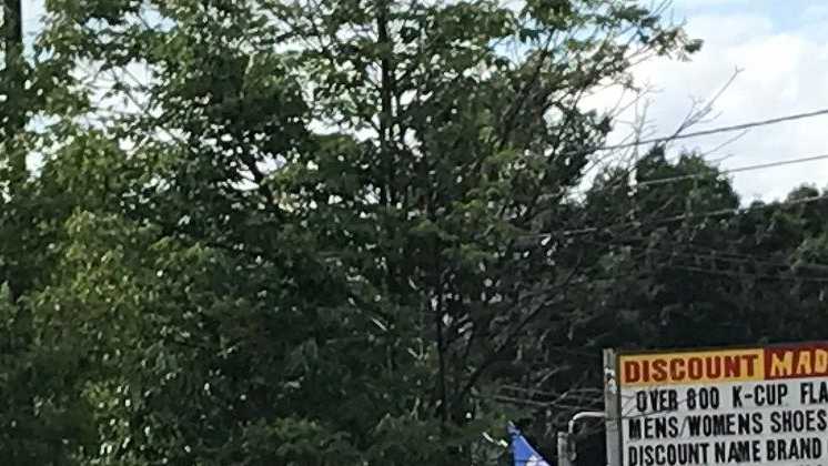 Video: Cowboys wrangle runaway bull in Pelham, New Hampshire