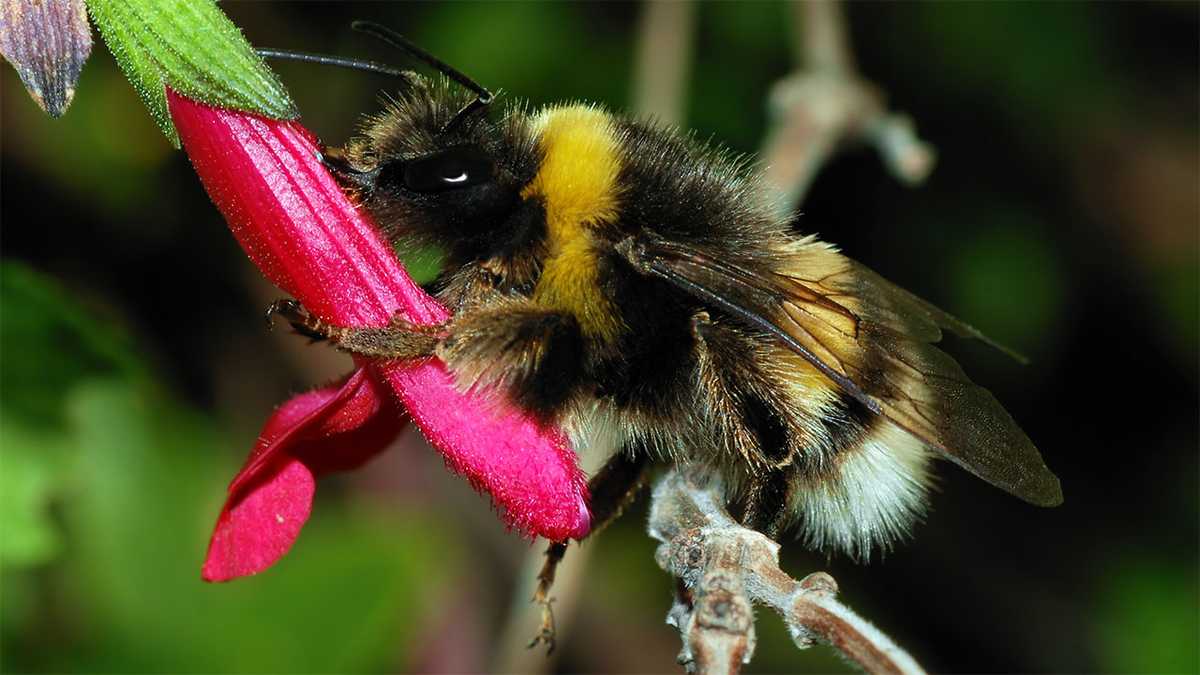 White Mountain Forest is home to nearly 140 species of bees