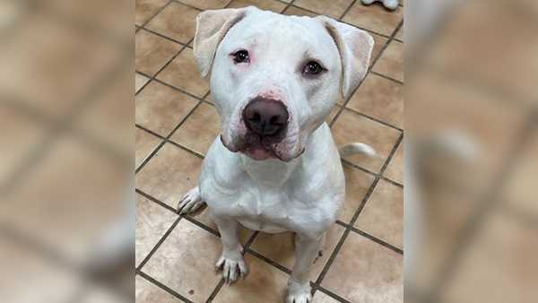 LMAS investigating dog's death after witness says he was stabbed ...