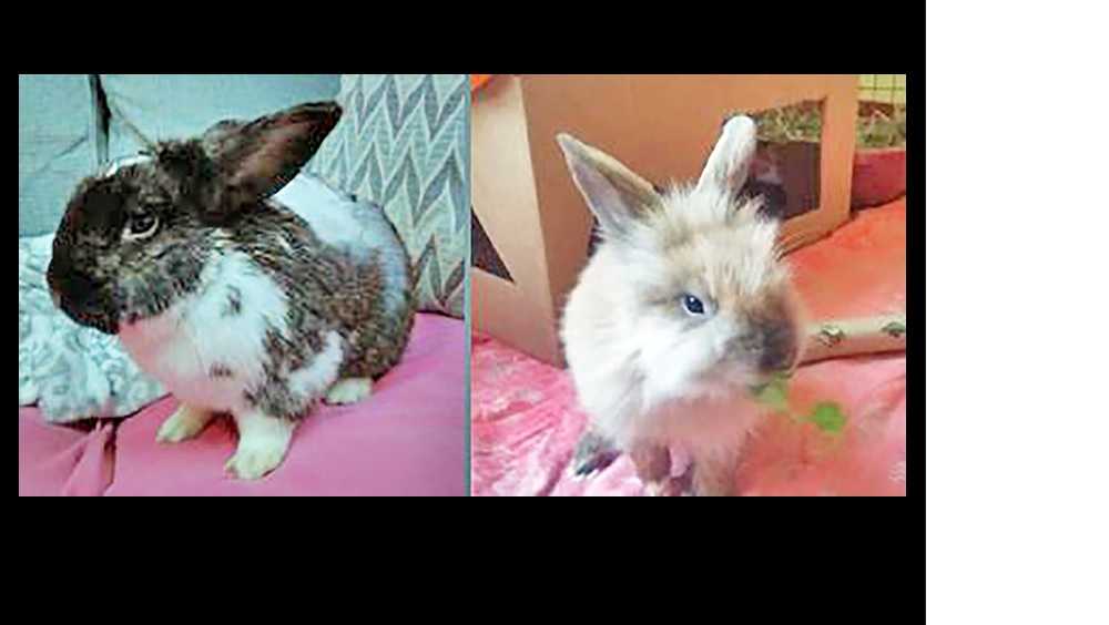 Rescued rabbits’ population explosion leaves rescuers with 100+ bunnies