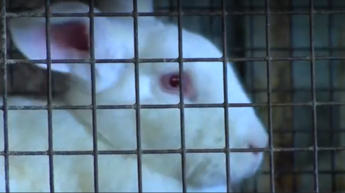 Man helps rescue hundreds of abused animals