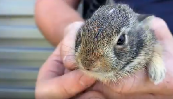 WATCH: Blue Ash firefighters save bunny trapped in pipe