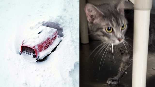 Abandoned cat found 'buried alive' in snow-covered pet carrier outside ...