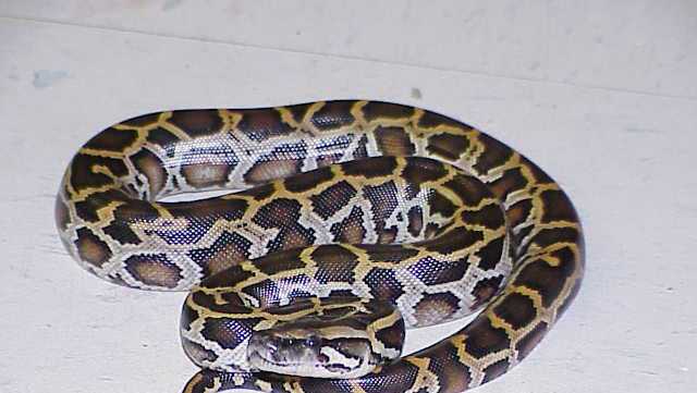 Florida offers minimum wage in new python hunting program