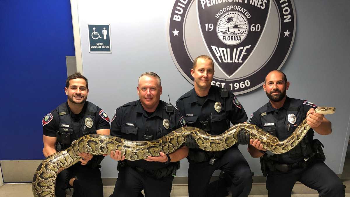 Police officer captures Burmese python