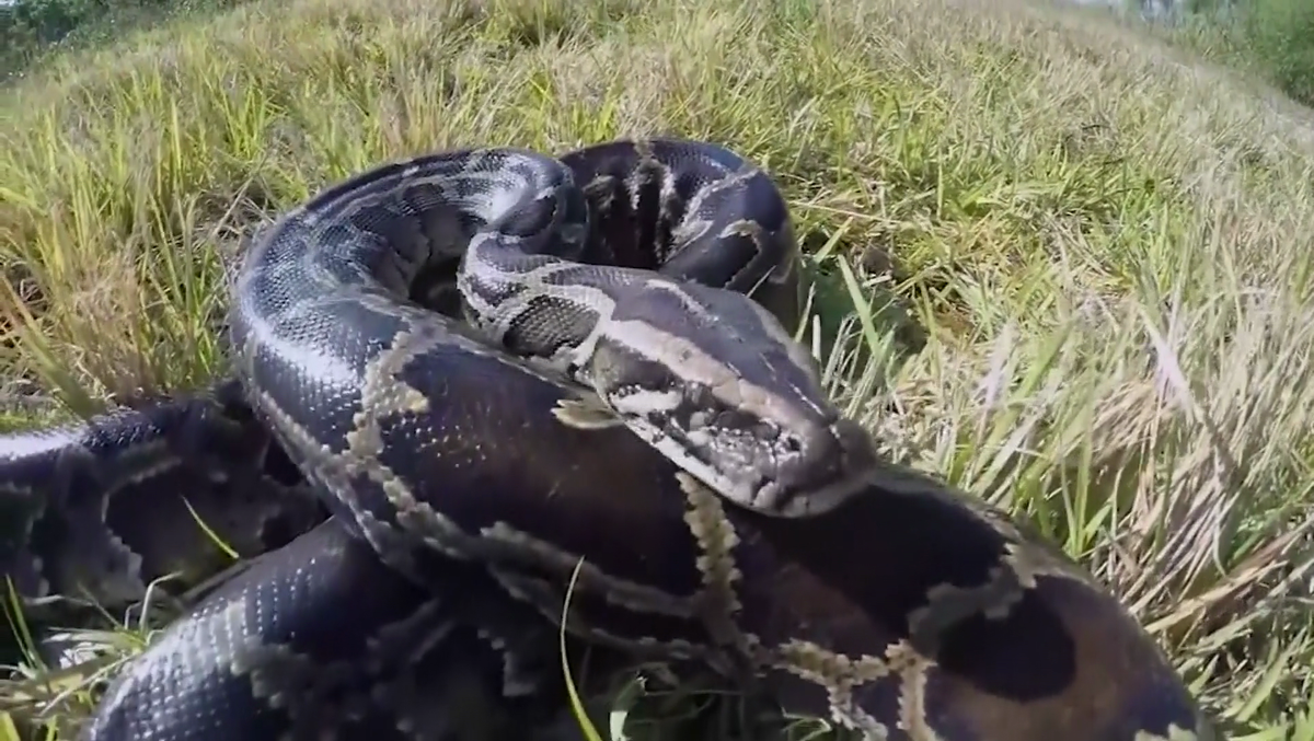 Missing python in Newton found, returned to owner