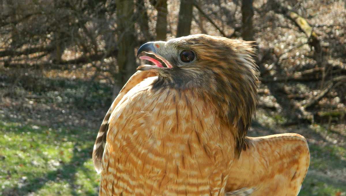 Parks: Red-shouldered hawk found with frozen icicles on wings, belly ...