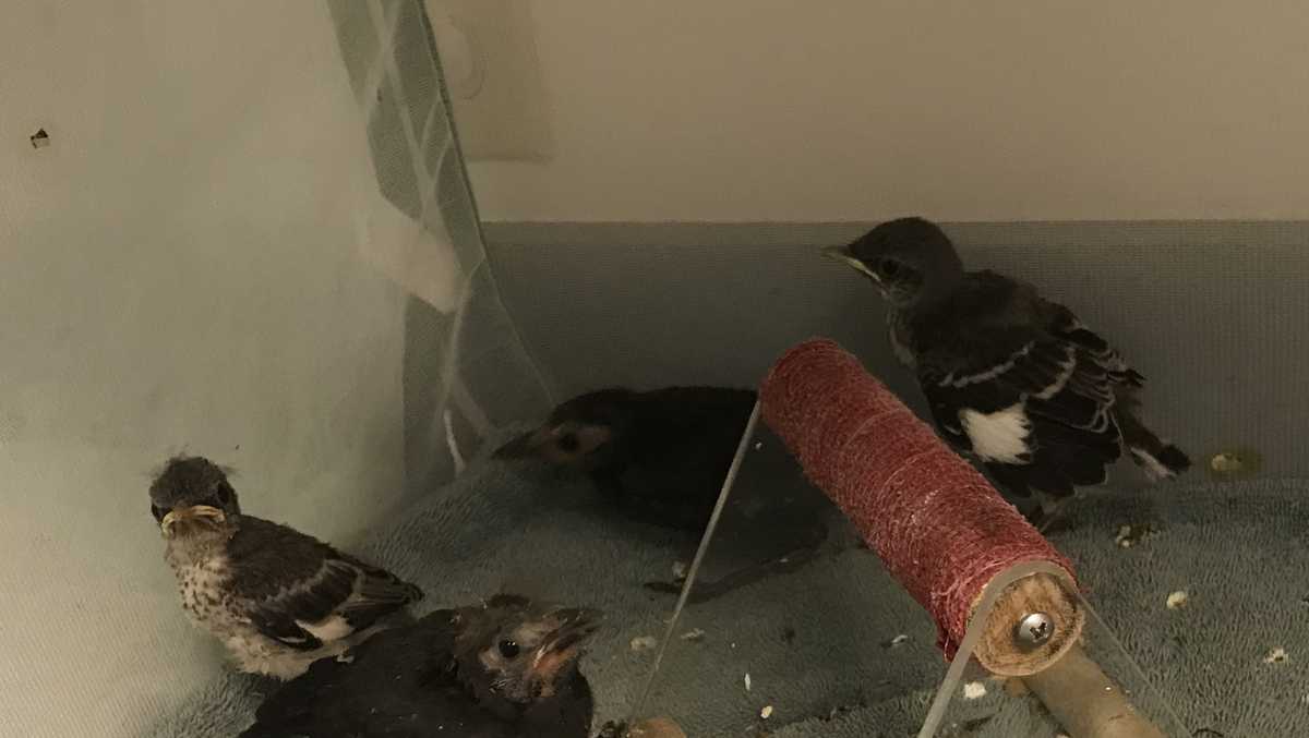 Busch Wildlife asks for both more help and less help