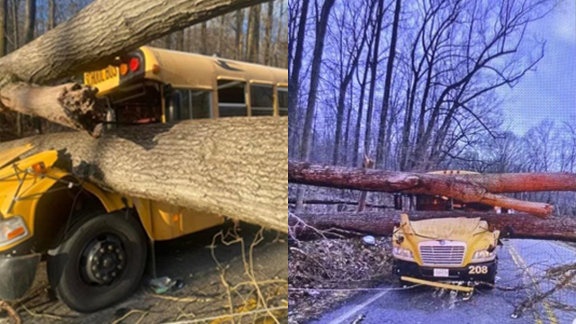 School bus collides with downed tree in Perryville