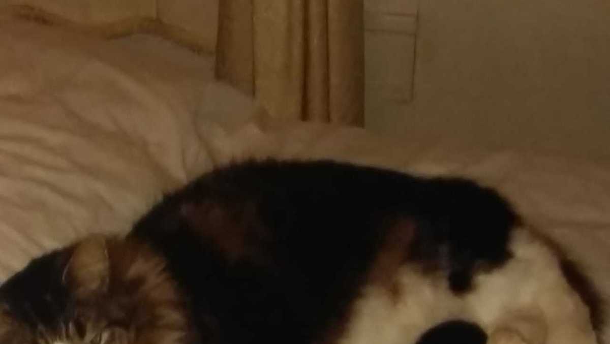 Lost and Found Pets in the WXII 12 Community