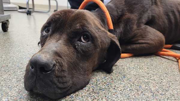 Dog found severely emaciated in Butler County; authorities seek owner
