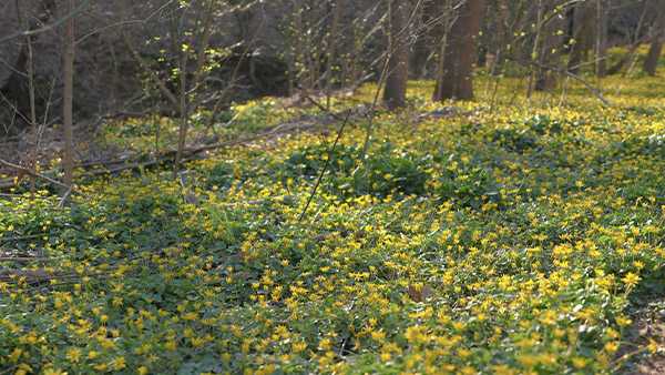 Yellow flowers at Louisville's Cherokee Park: They're invasive