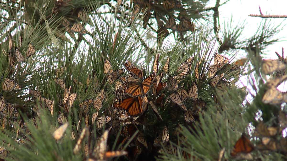 Monarch butterfly population sees increase but numbers are still ...