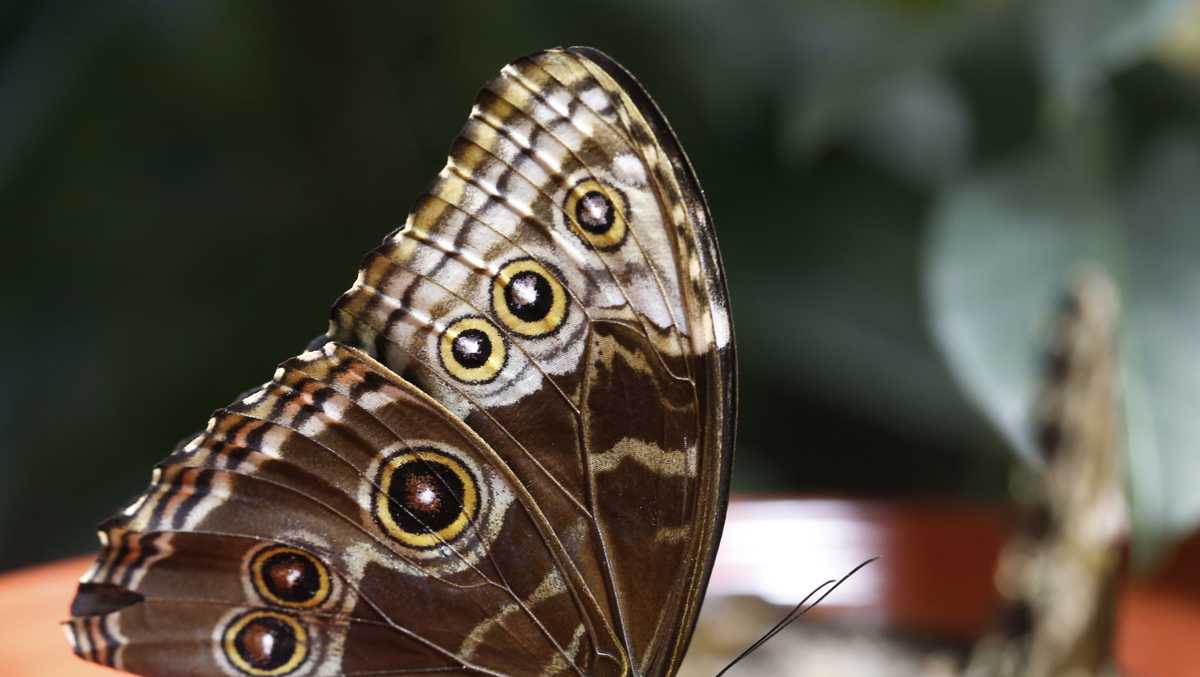 Audubon Butterfly Garden, Insectarium moving locations
