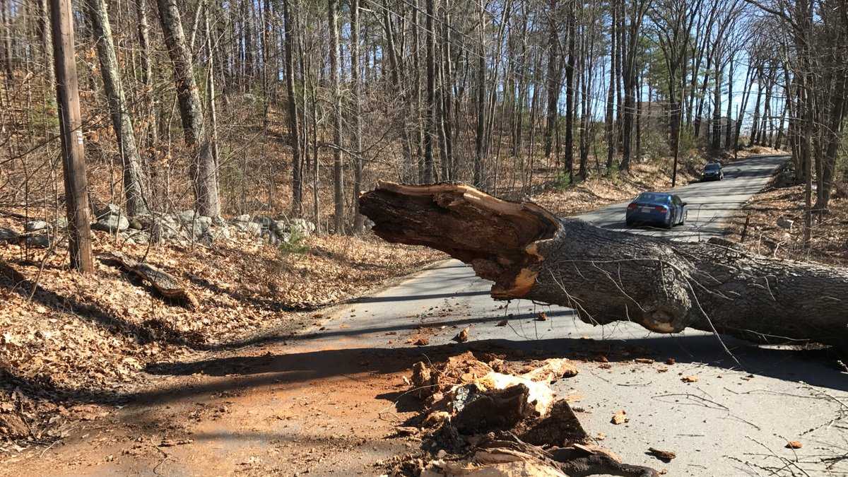 Strong winds topple trees, bring down wires