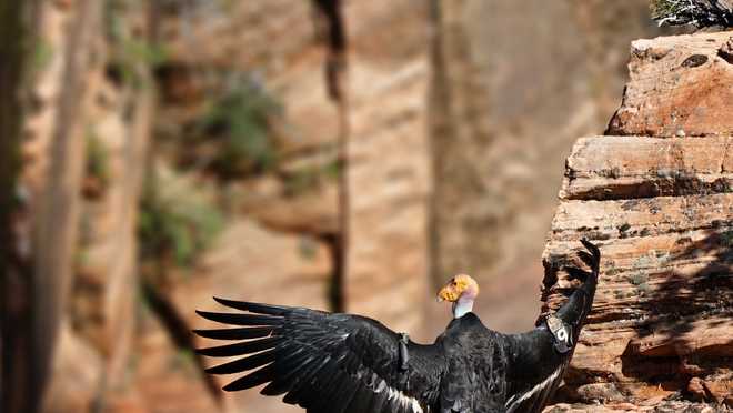 17 critically endangered condor chicks hatch at Los Angeles zoo