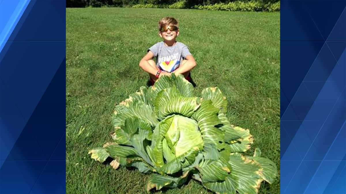 Vermont boy grows massive prize-winning cabbage