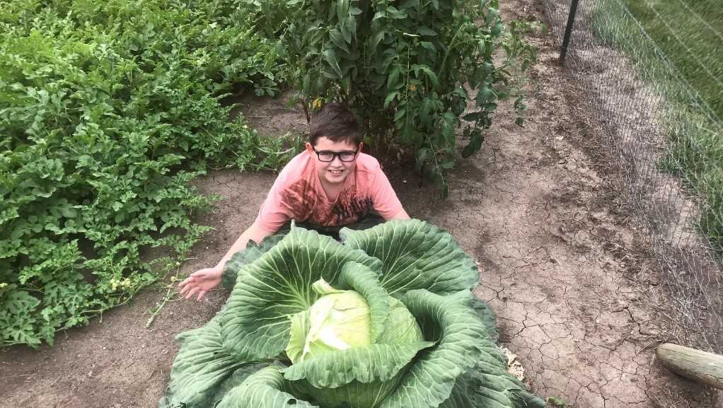 Elkhorn boy gets $1,000 for growing massive, 25-pound cabbage