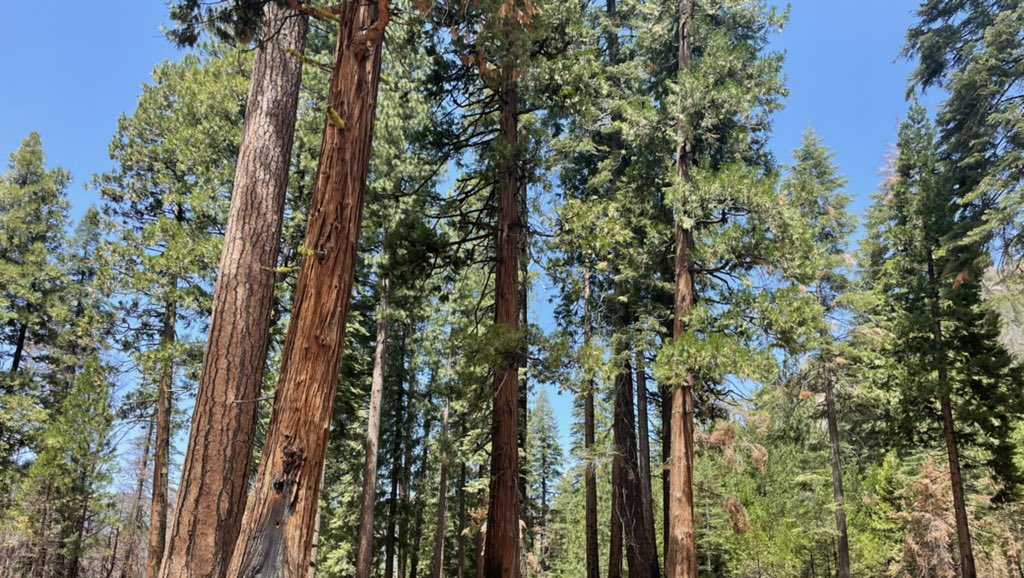 California's megafires are burning more intensely than before